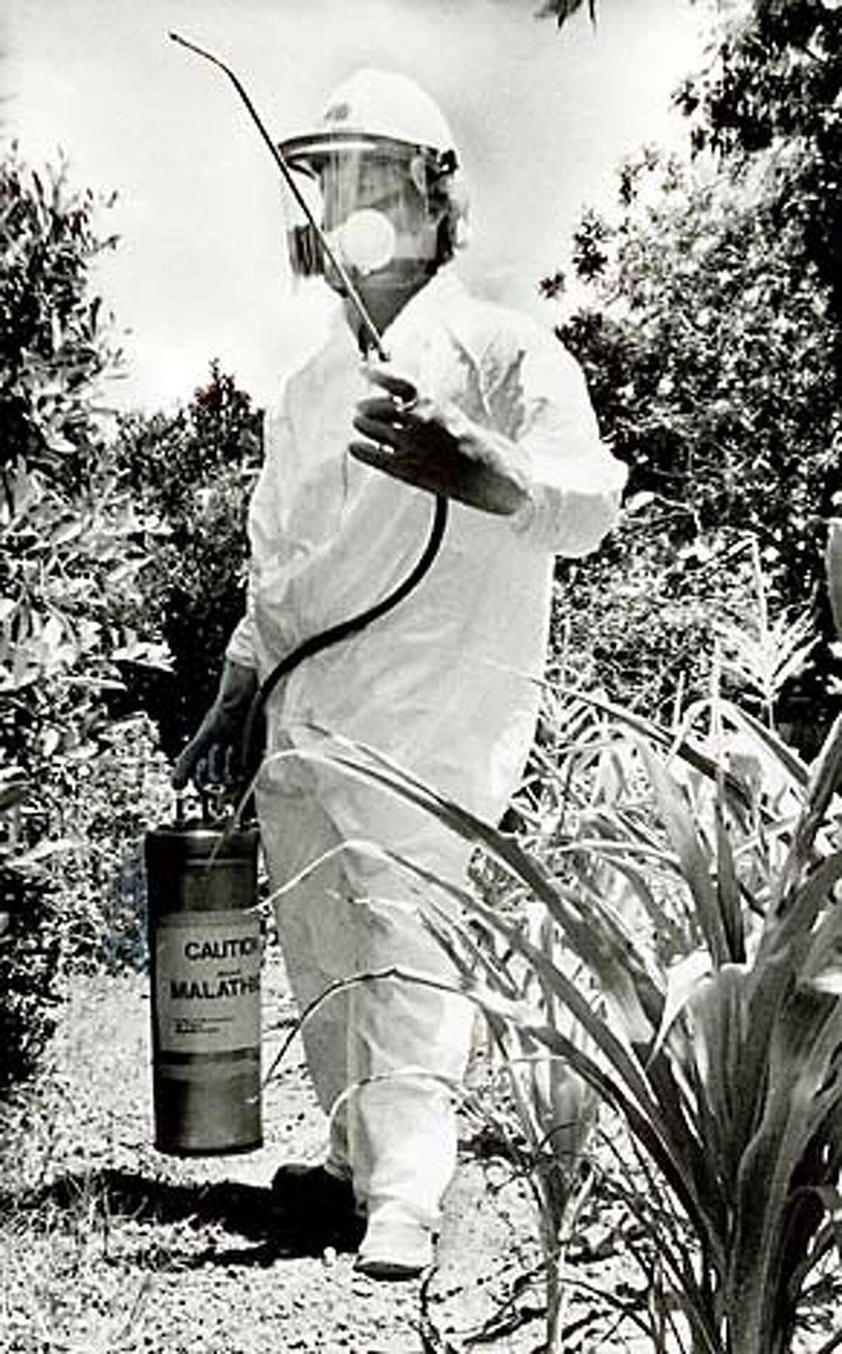 JERRY BROWN ATTACKS MEDFLIES