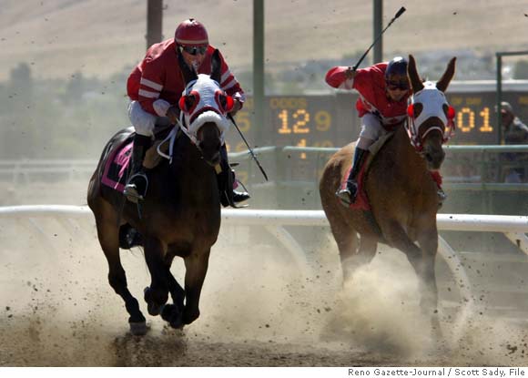 A mule who places first in his category
