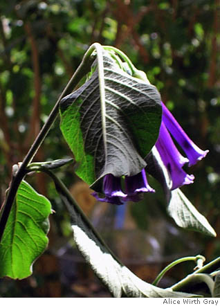 These purple tubes are made of hardy stuff