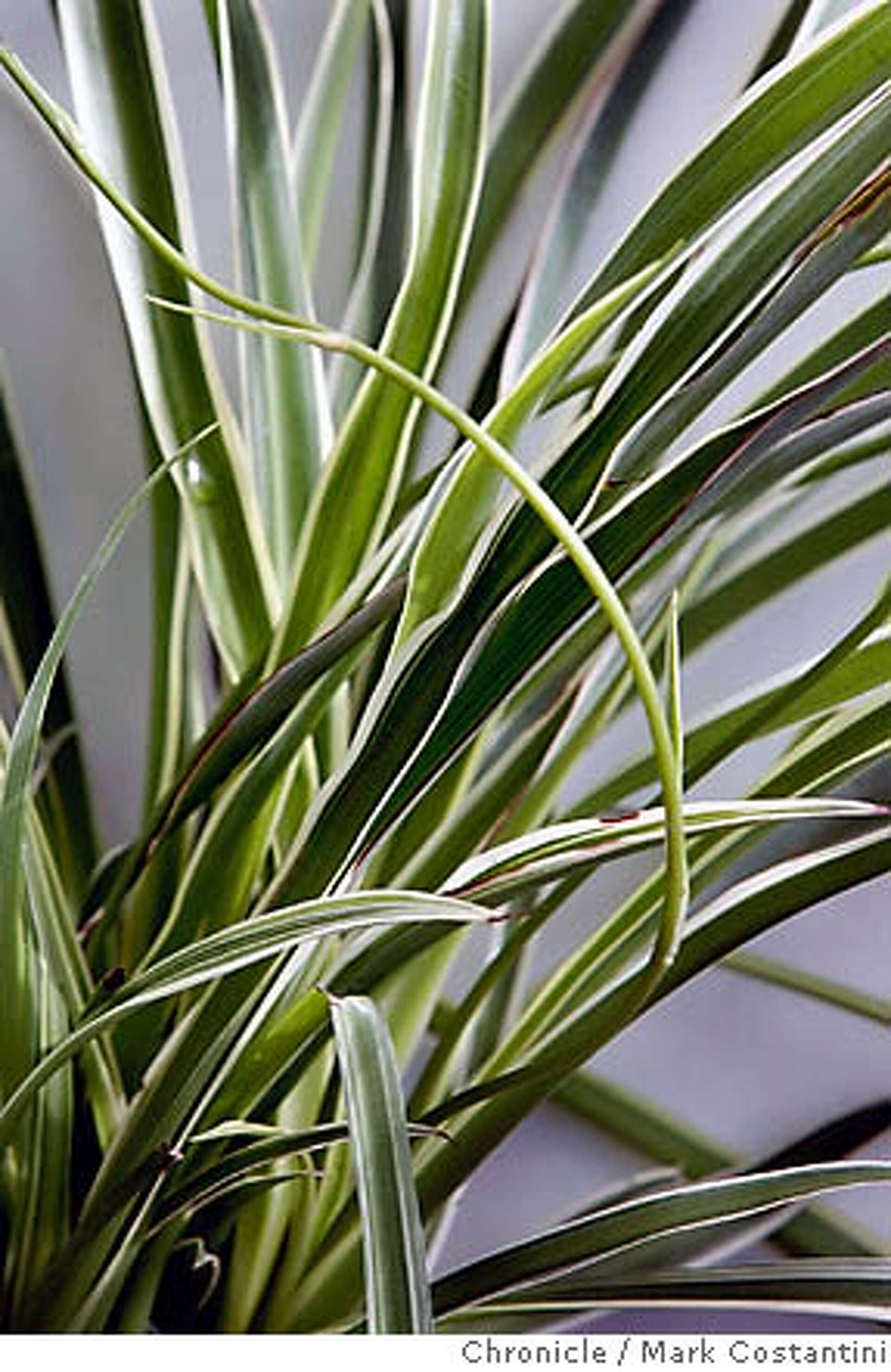 Houseplants can be just like a breath of fresh air / Palm and fern ...