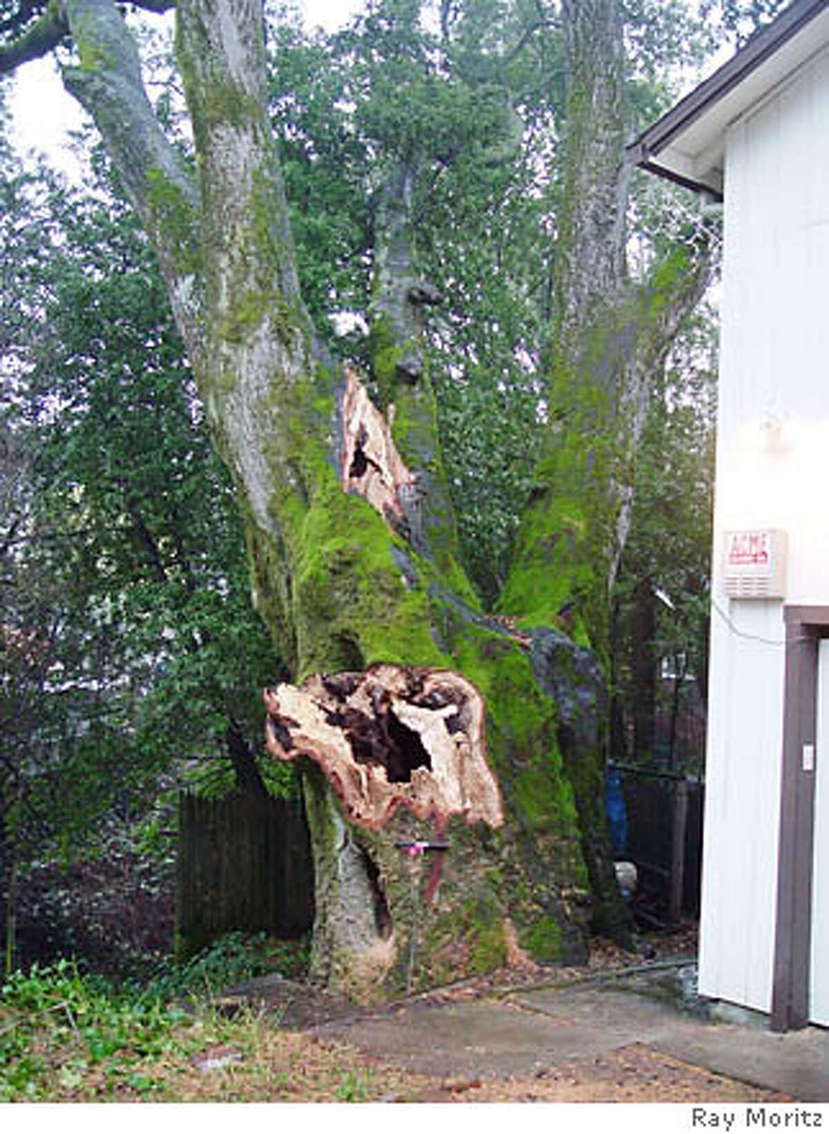 Decay not a death sentence for all trees / Some can live hundreds of ...