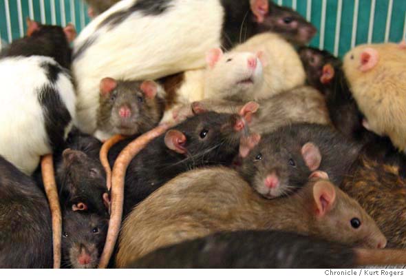 1,000 rats found in Petaluma home