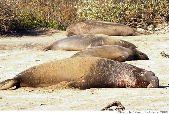 5 spots featuring wild creatures / Wildlife overnighters