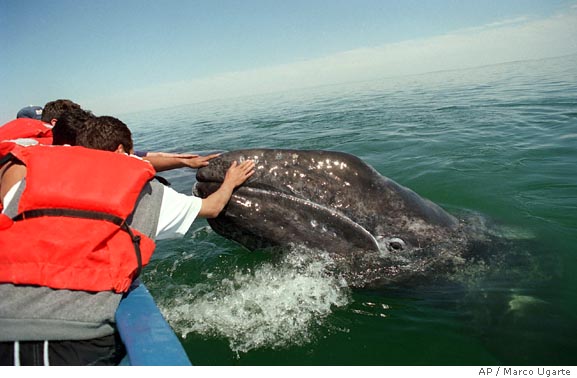 PACIFIC COAST / Gray whales thrive in the Arctic, for now / More calves ...