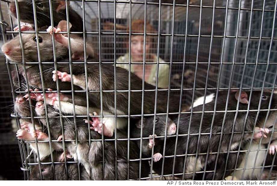 1,000 rats found in Petaluma home - SFGate