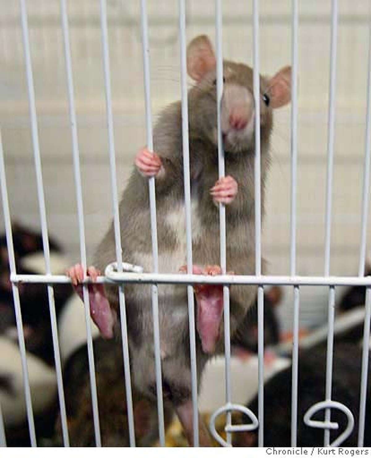 Reclusive rat owner fit profile of hoarder