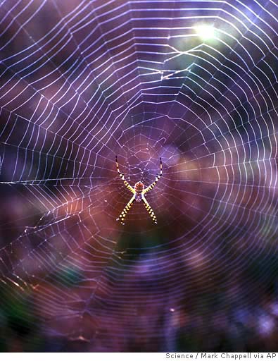 Ancient web-spinners reinvented their art / Amber fossil remains offer ...