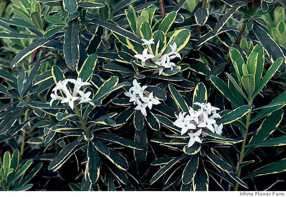 PICK OF THE WEEK: Daphnes / Perfume gardens all year with daphne - SFGate