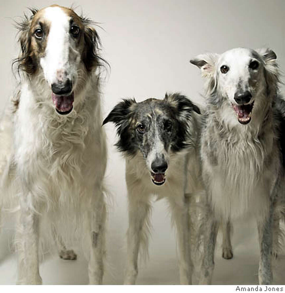 HOW TO FRAME YOUR DOG / Pet photographer Amanda Jones makes it look ...