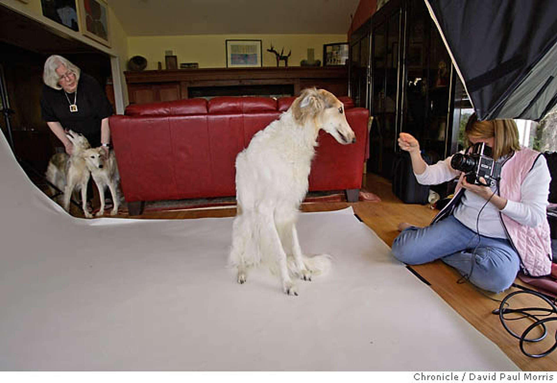 HOW TO FRAME YOUR DOG / Pet photographer Amanda Jones makes it look ...