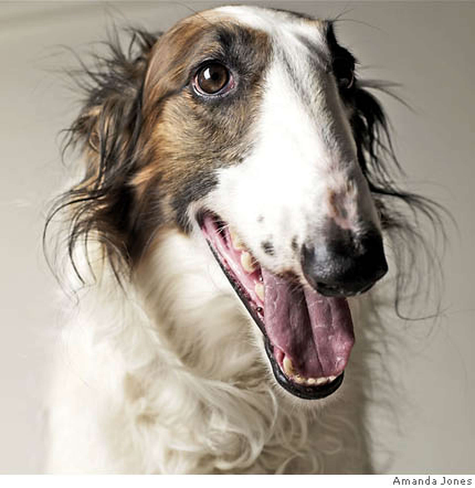 HOW TO FRAME YOUR DOG / Pet photographer Amanda Jones makes it look ...