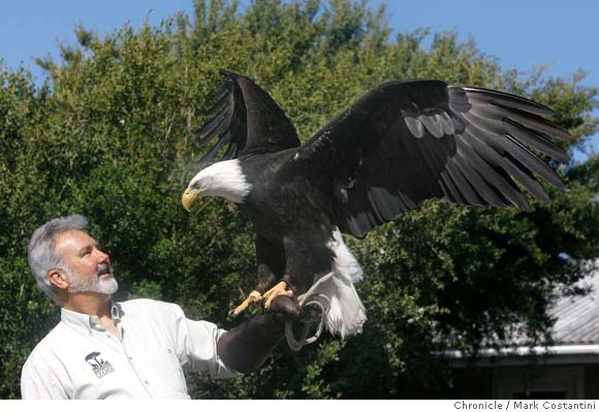 Eagle trainer John Flynn on the likely life span of the zoo's feathered ...