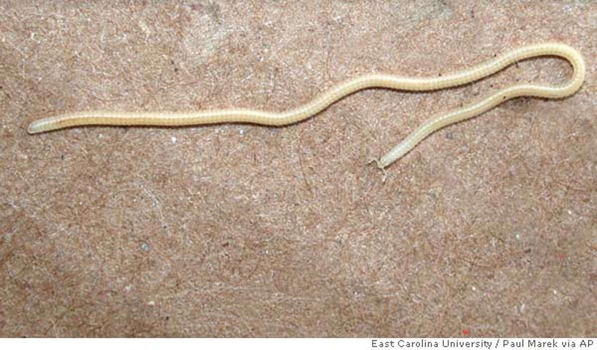 SAN BENITO COUNTY / Rare California millipede found / The mysterious ...