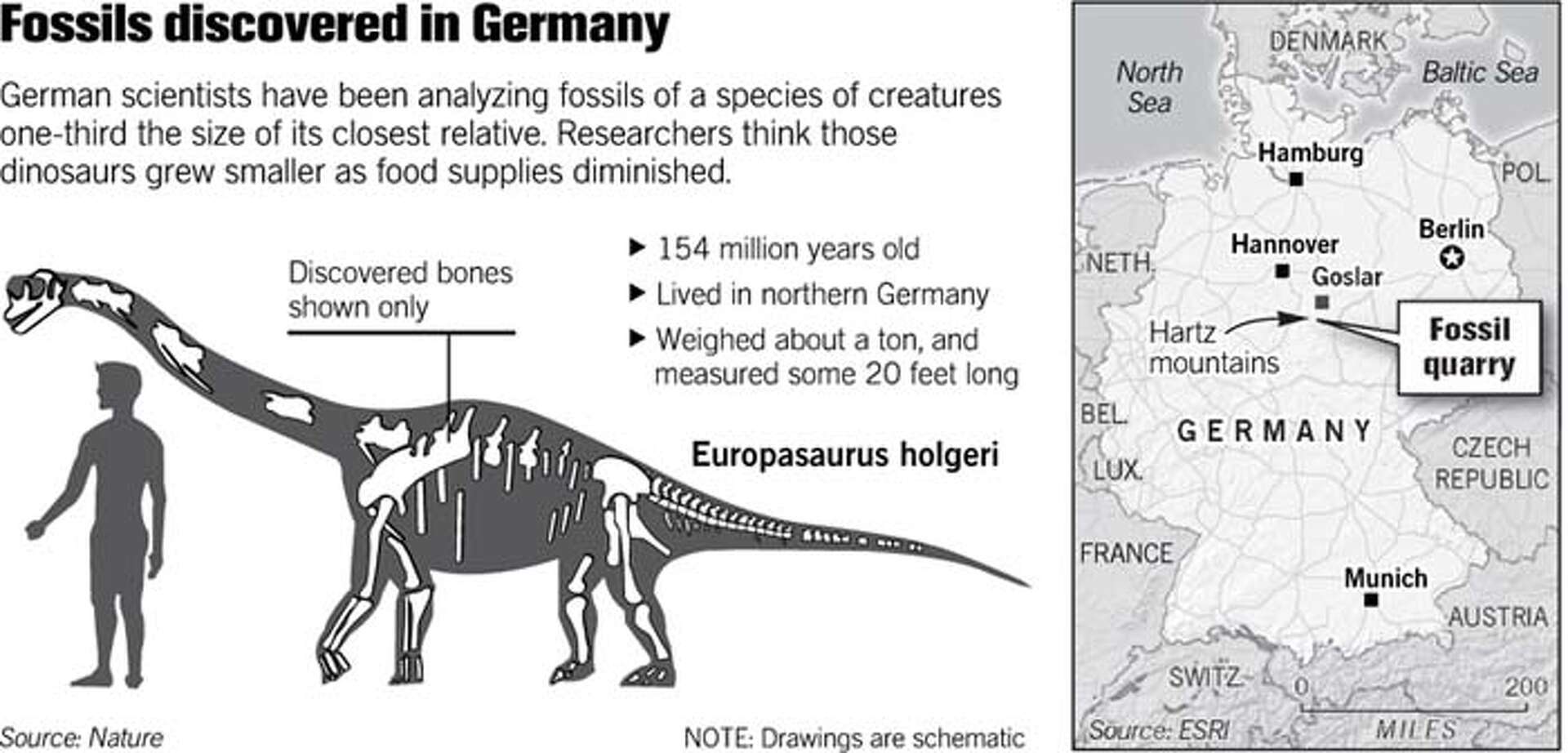 Studies reveal pygmy dinosaur species / 'Tiny' cousins of giants about ...