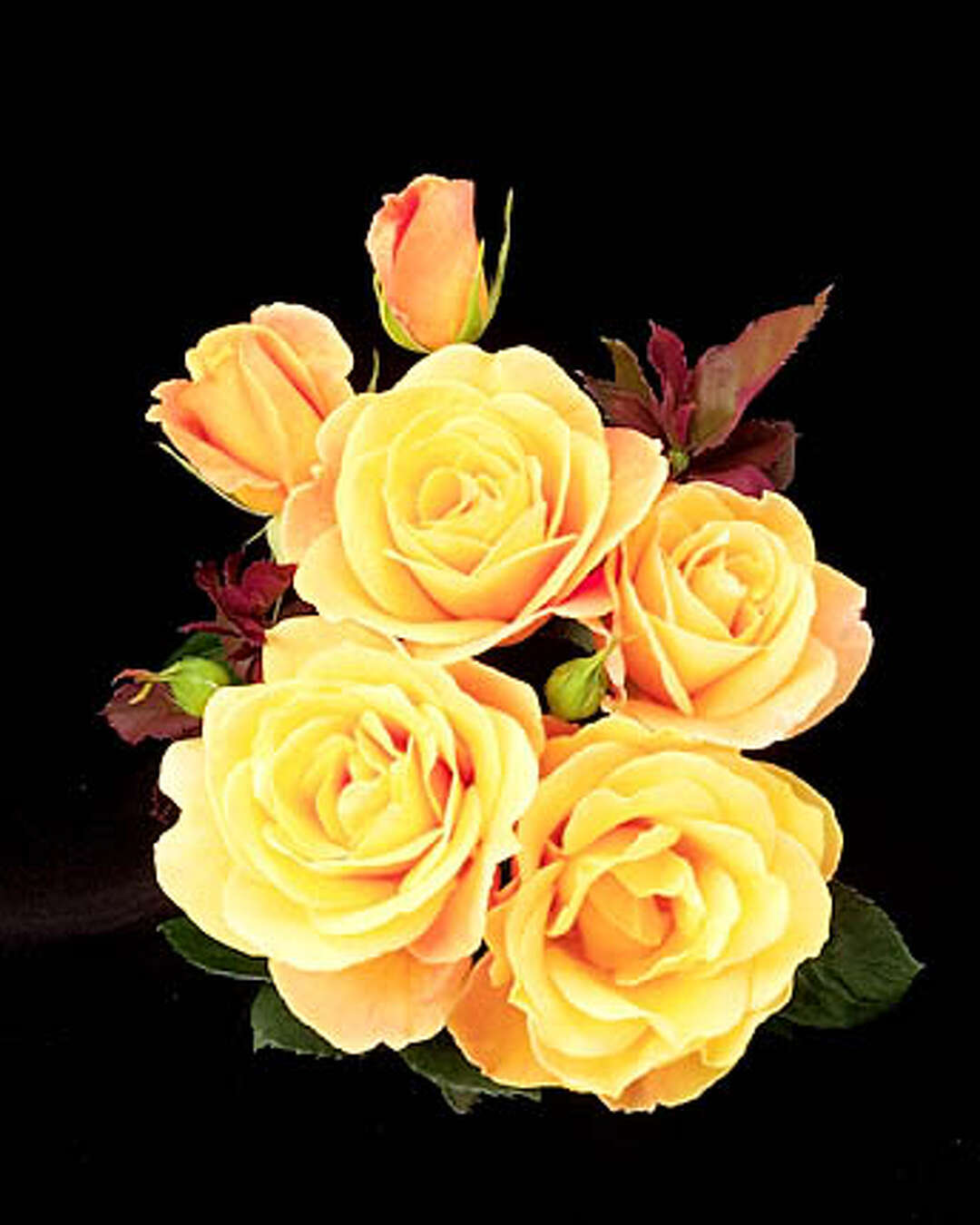 King of the roses / Tom Carruth has created more All-America roses than ...