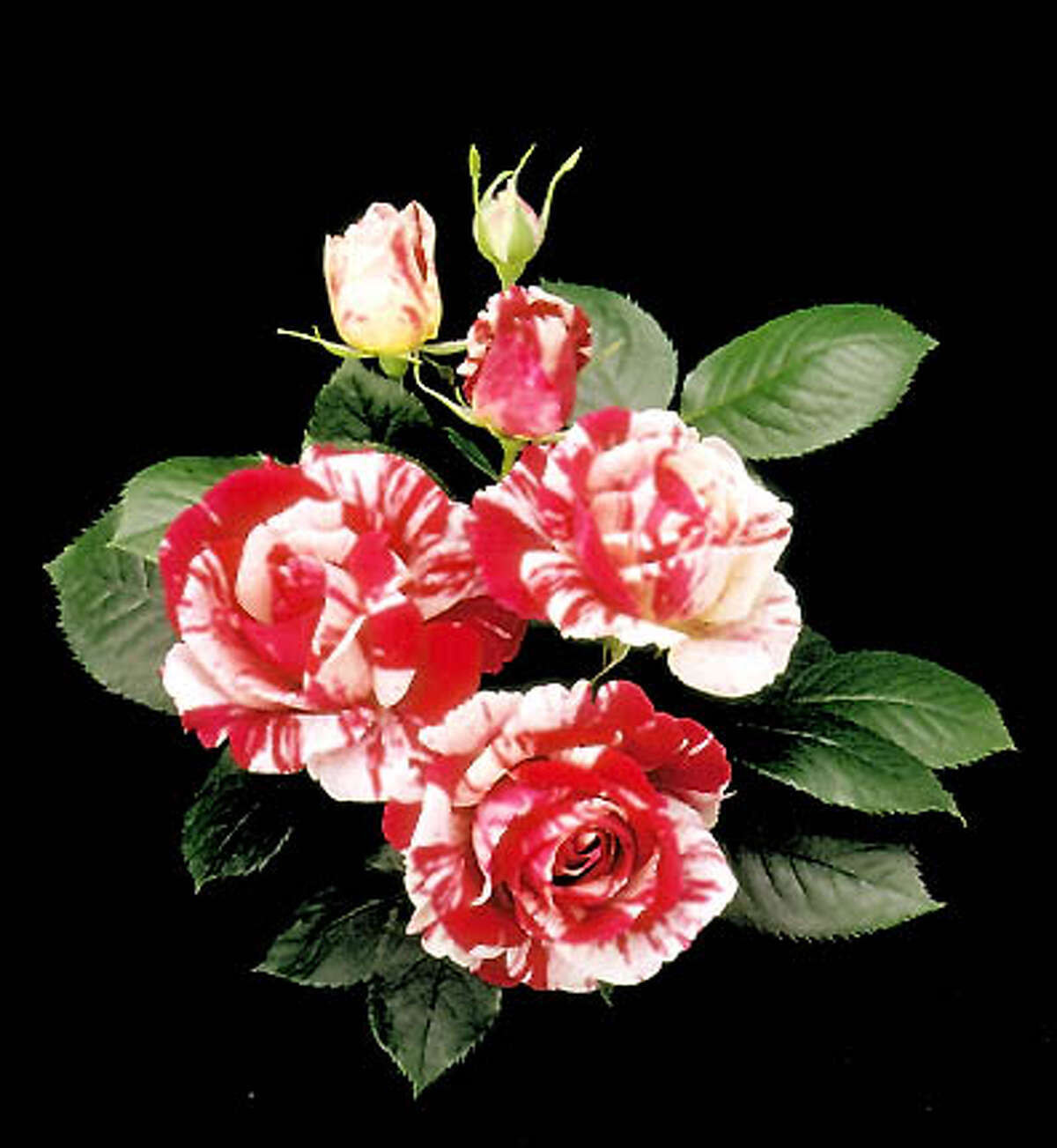 King of the roses / Tom Carruth has created more All-America roses than ...