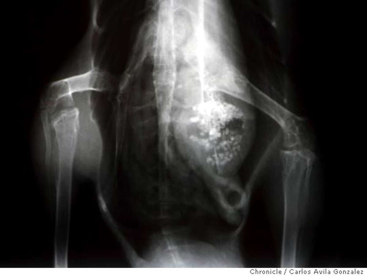 if it quacks like an alien ... / Unidentified facelike object peeks out ...