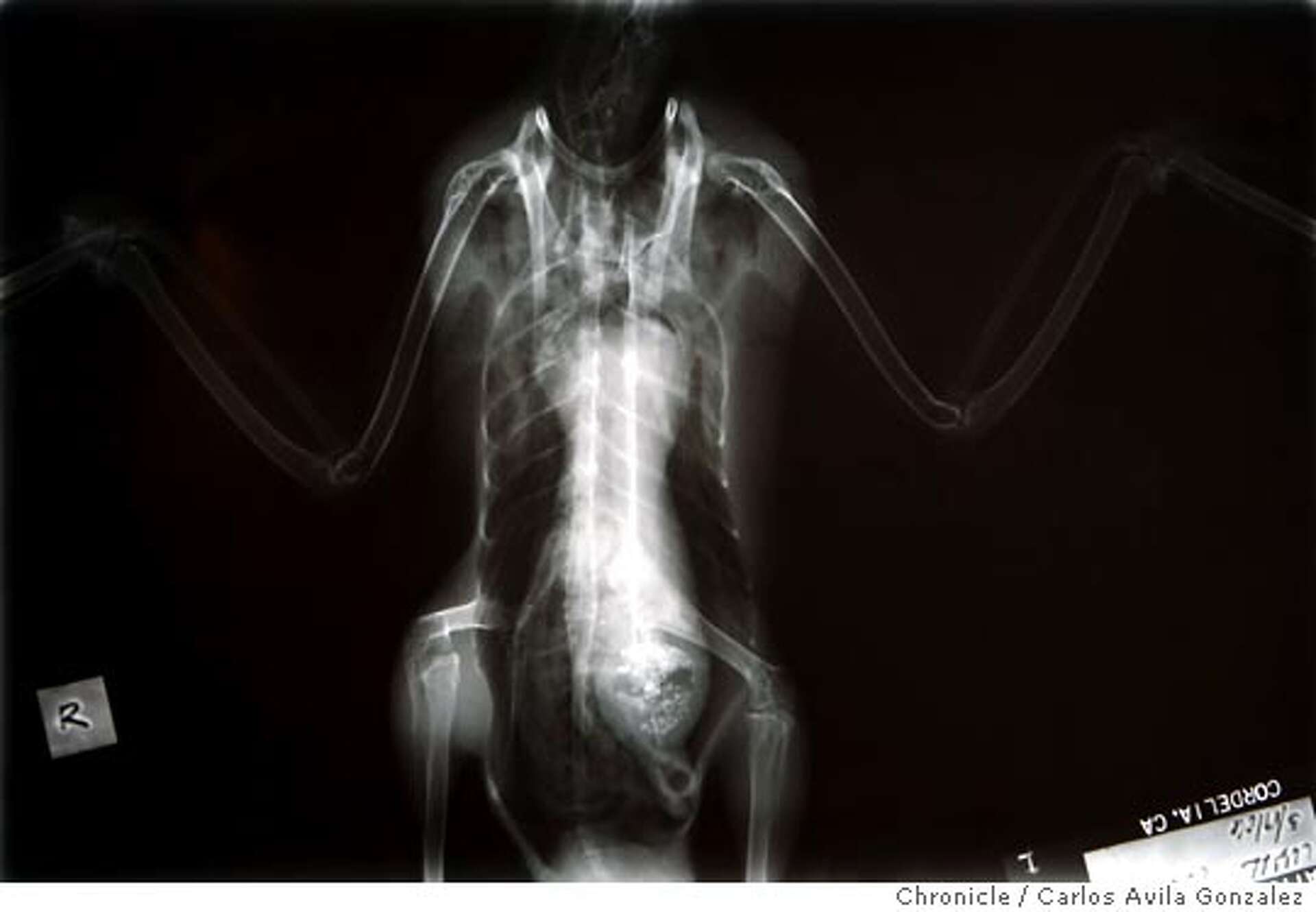 if it quacks like an alien ... / Unidentified facelike object peeks out ...