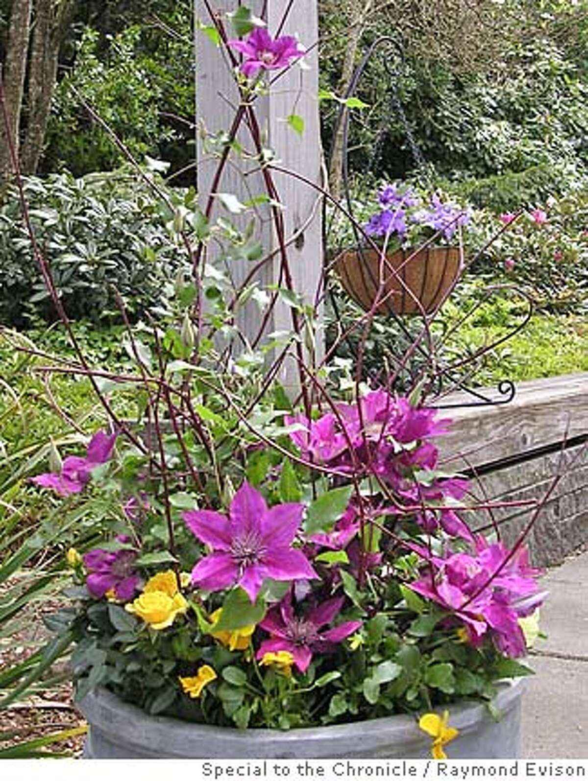 Pretty, compact clematis for patio pots / New cultivars are long ...