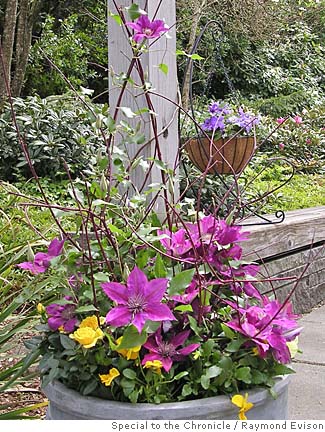Pretty, compact clematis for patio pots / New cultivars are long ...