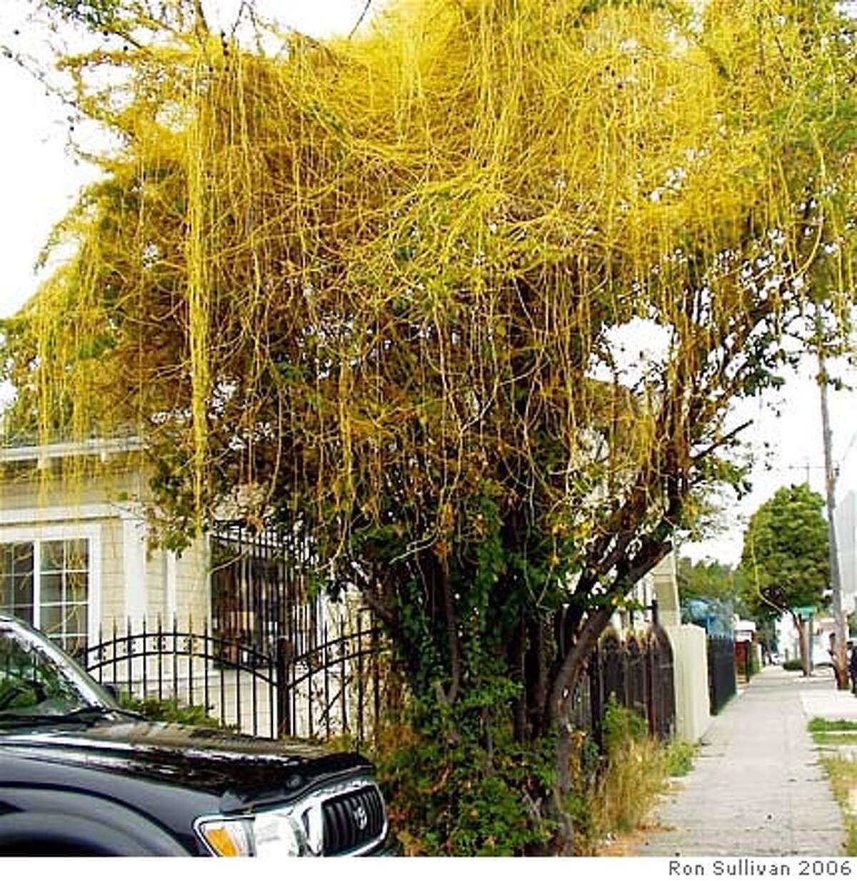The Dirt: Beware the invasive Japanese dodder