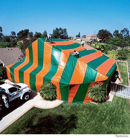 Sharing home with termites can eat into a budget