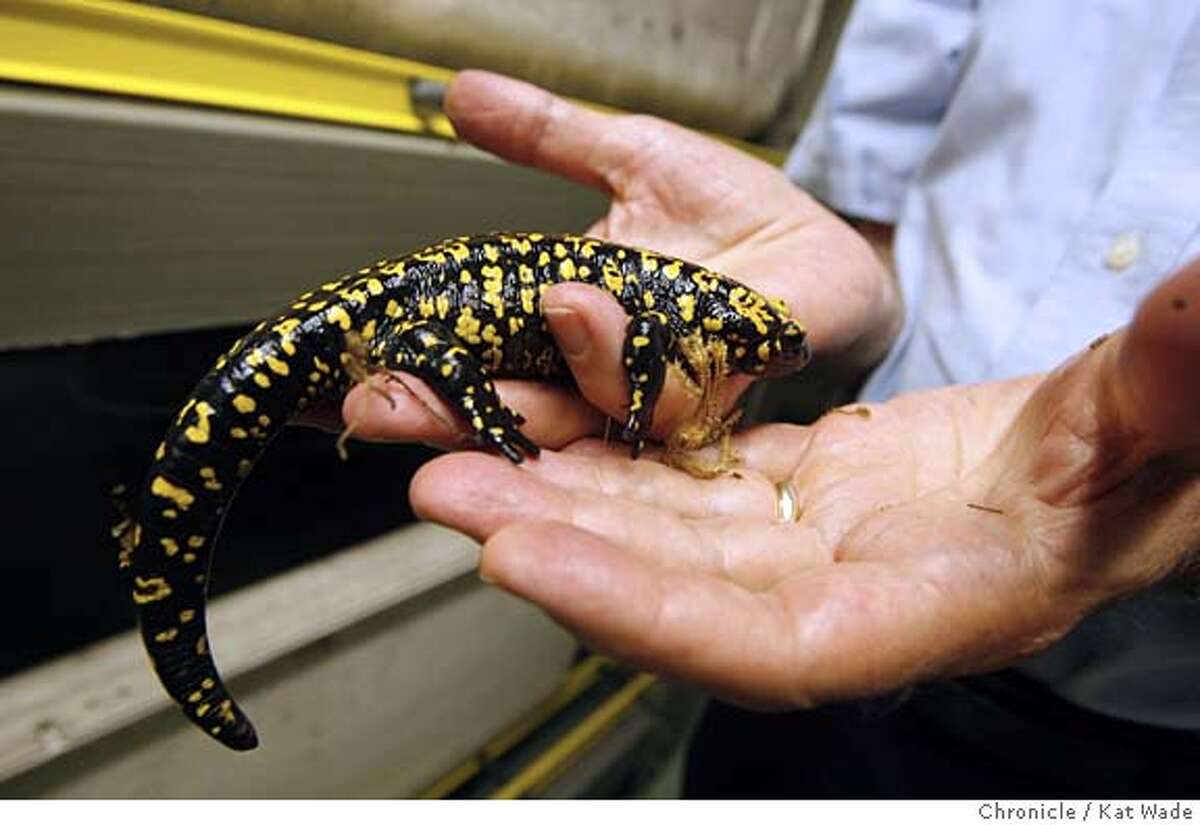 BERKELEY / Salamanders' evolution traced / Berkeley, Chinese scientists ...