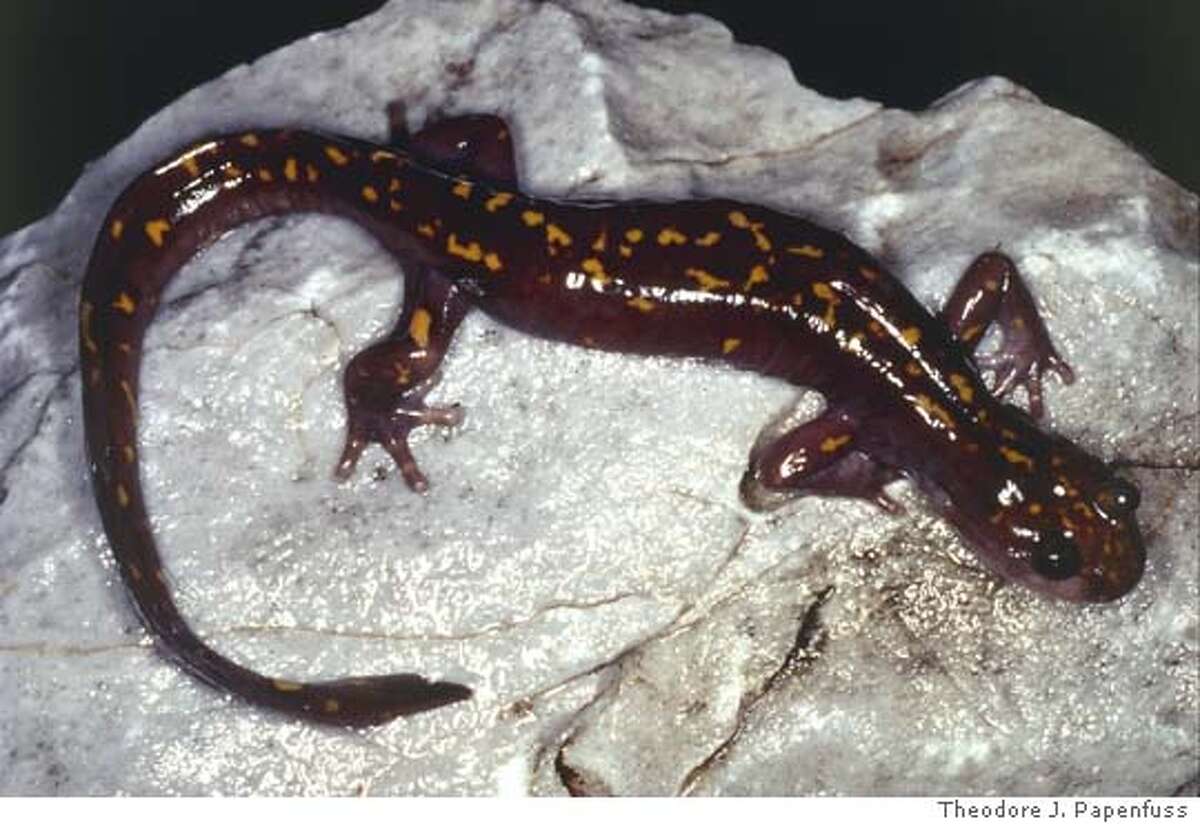 BERKELEY / Salamanders' evolution traced / Berkeley, Chinese scientists ...