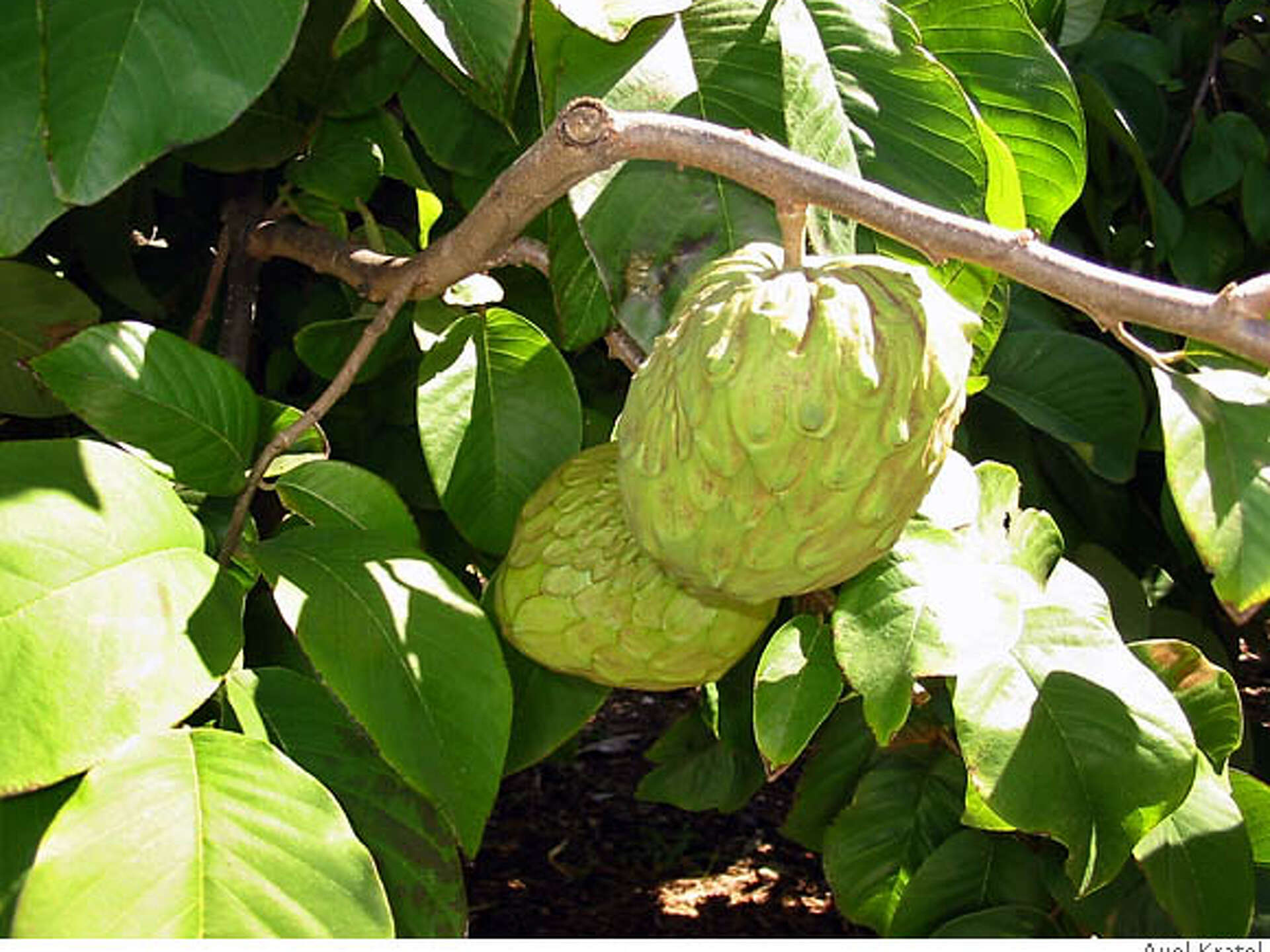 Cherimoya / Tropical dimpled fruit can be grown at home