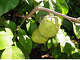 Cherimoya / Tropical dimpled fruit can be grown at home