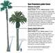 PALMS POP UP ALL OVER S.F. / Since the 1989 earthquake, the city has ...