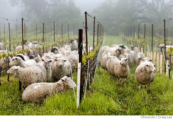 THE FACES OF ORGANIC / Glossary: Parsing the meaning of farming terms