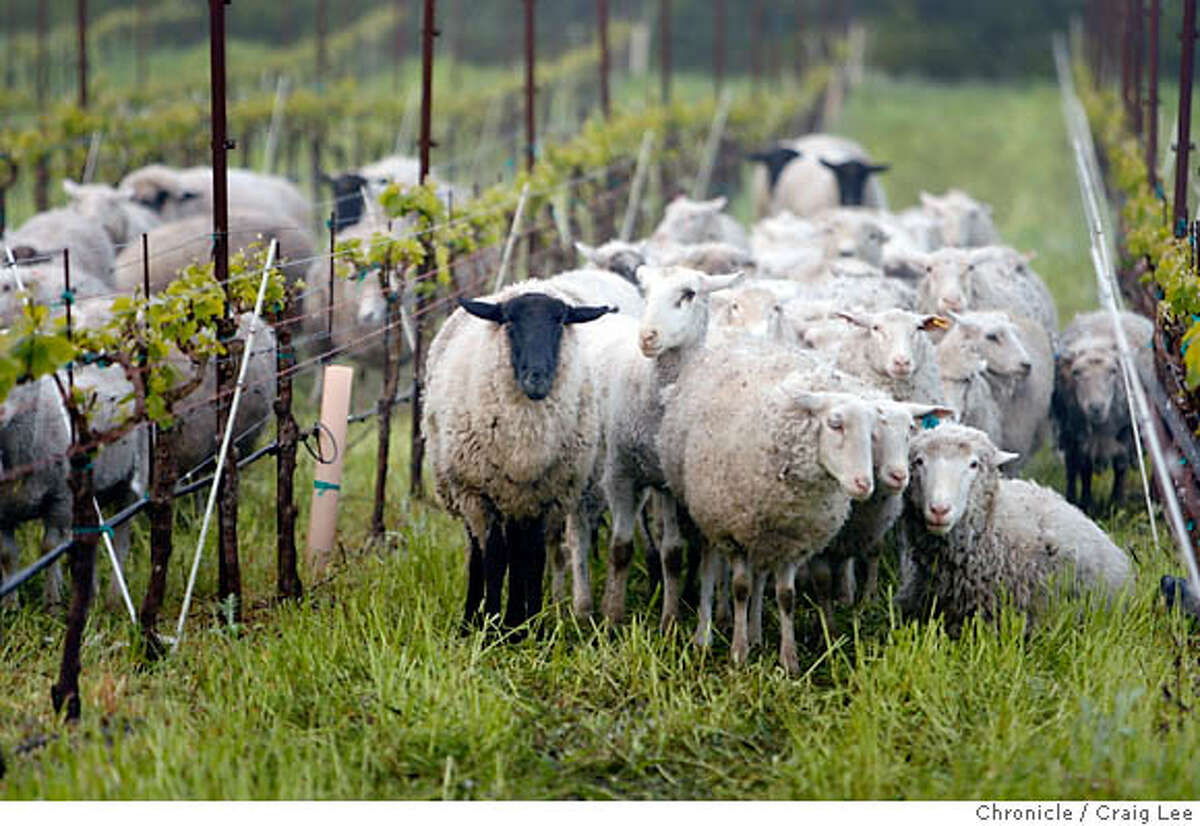 THE FACES OF ORGANIC / Wooly workers: Sheep help tend the vines