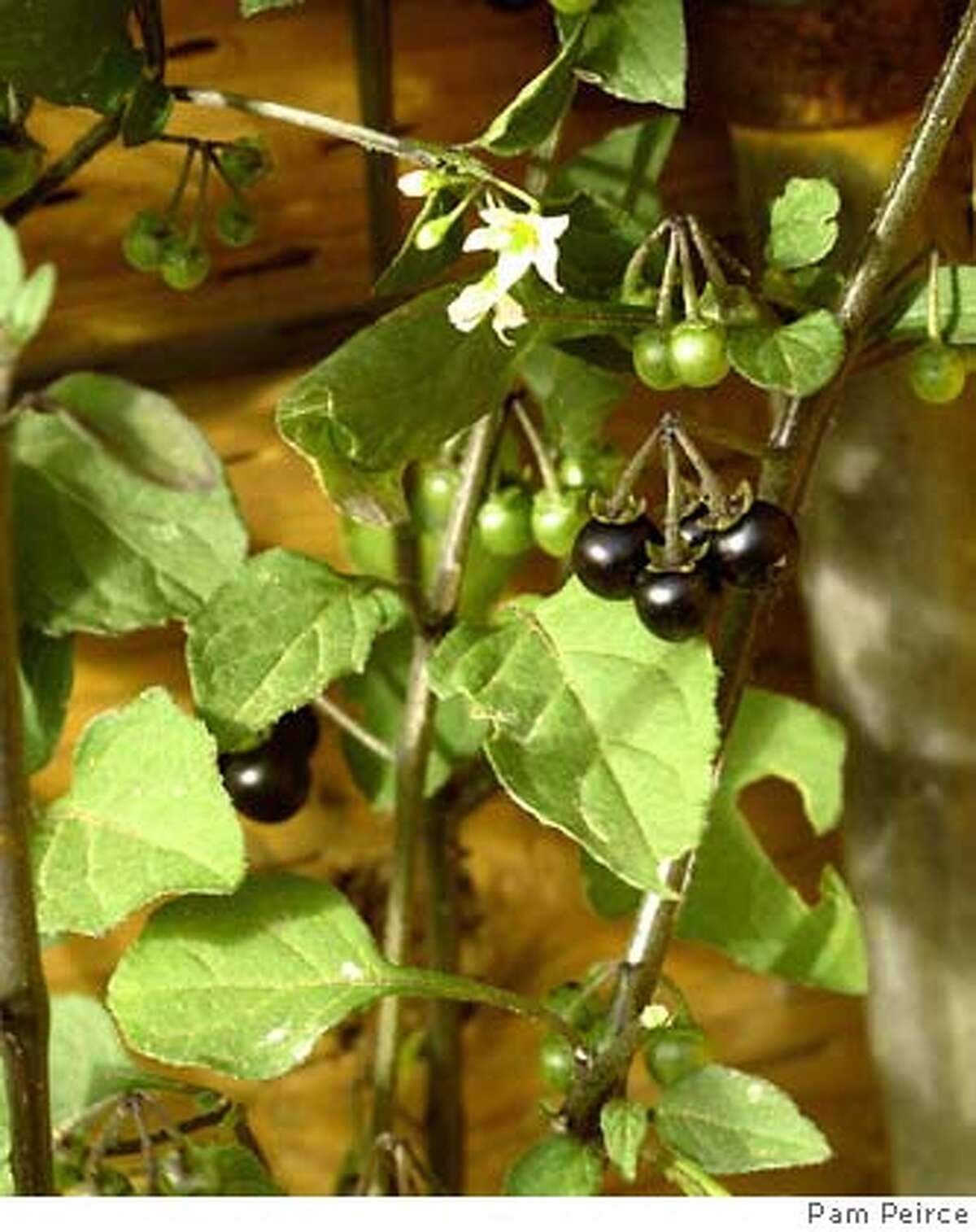 Golden Gate Gardening: Black nightshade creeps into new raised beds