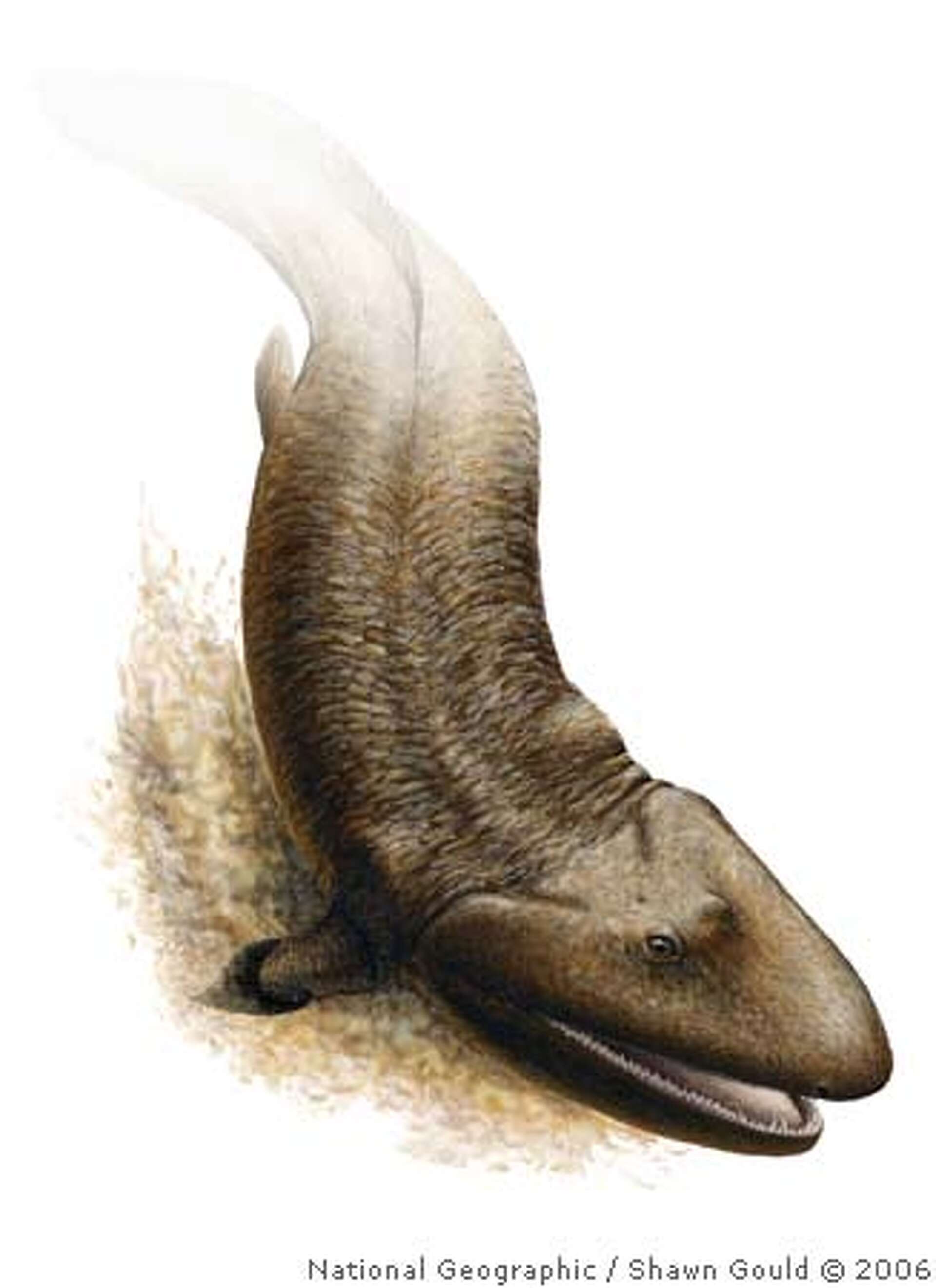 Oldest evidence yet of fish moving to land