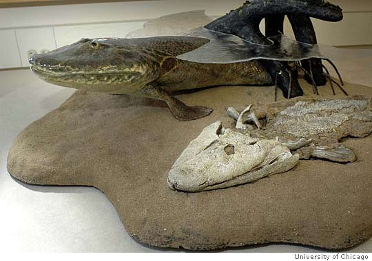Oldest evidence yet of fish moving to land