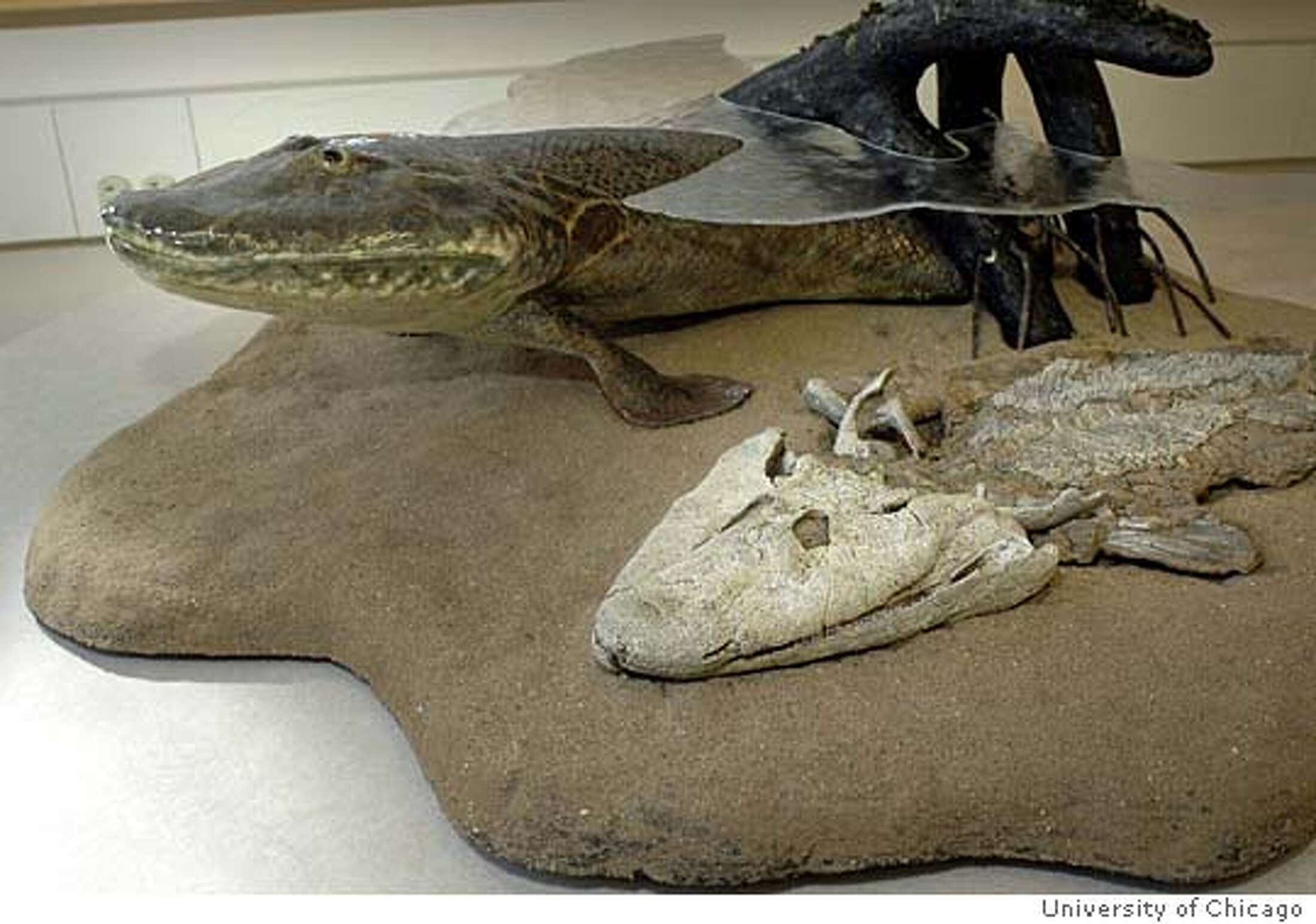 Oldest evidence yet of fish moving to land