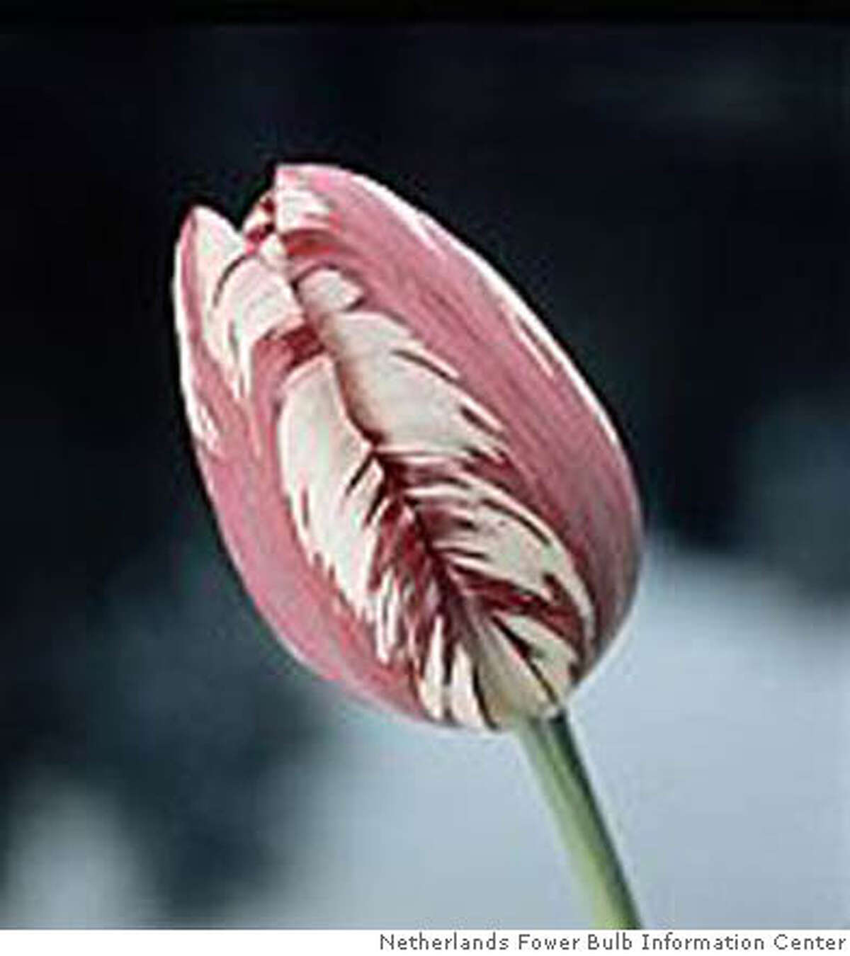 Streaks of vivid color adorn painterly Rembrandt tulip