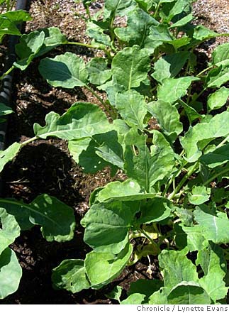 Dark green vegetables prefer winter's chill