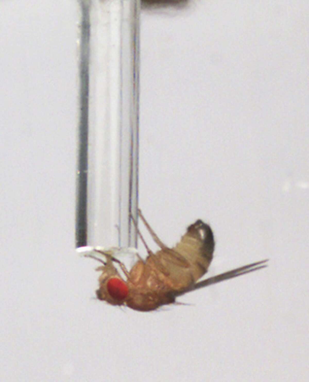 Sex Deprived Male Fruit Flies Drink More