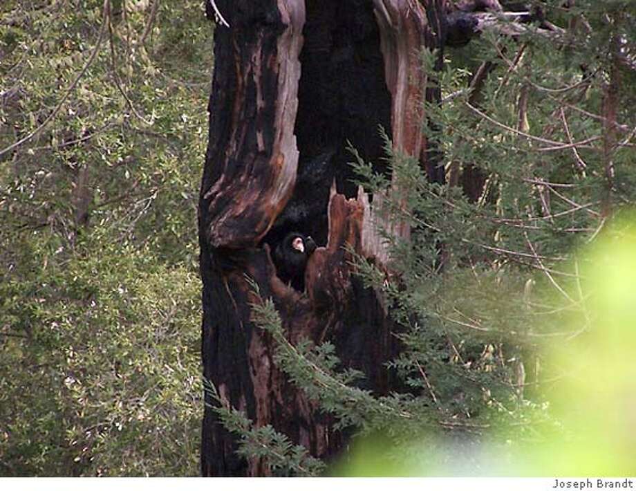 Condors nesting in Monterey County / Pair tracked to redwood tree in ...