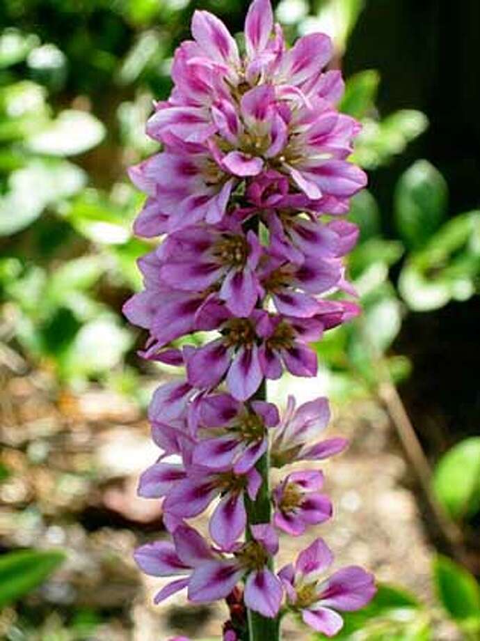 Pick of the Week: Francoa - SFGate