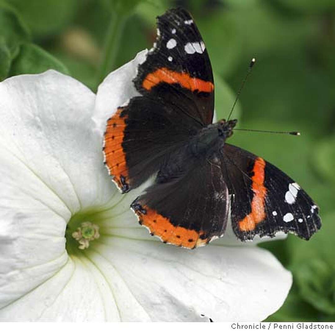 SAN FRANCISCO / Butterfly bungalow / Captives fly freely in new ...