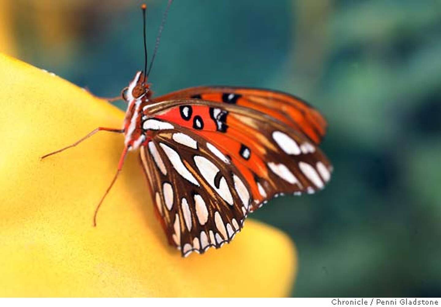 SAN FRANCISCO / Butterfly bungalow / Captives fly freely in new ...
