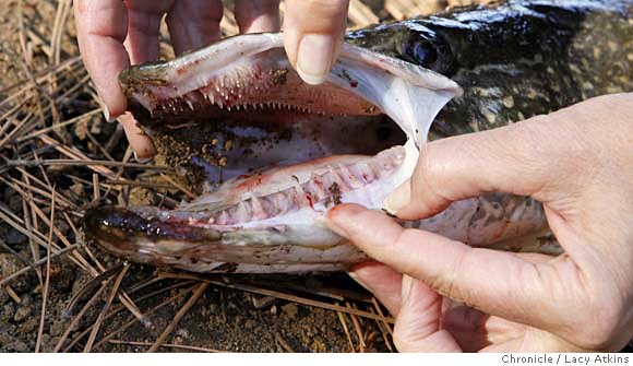 Thousands of fish go belly up as poisoning of Lake Davis starts