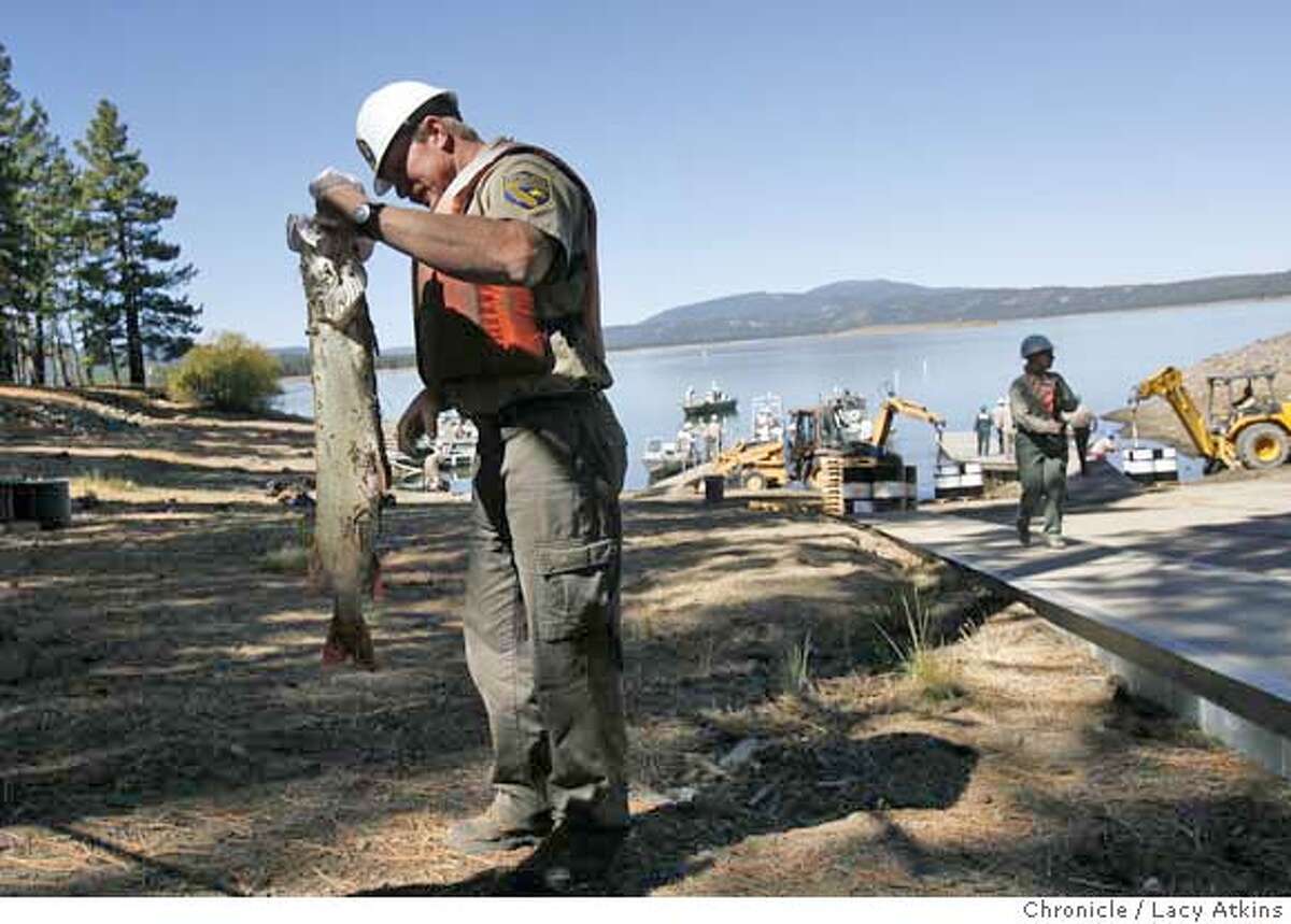 Thousands of fish go belly up as poisoning of Lake Davis starts