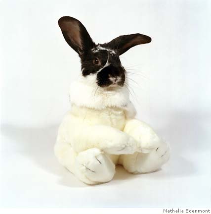 VISUAL ARTS / ANIMAL PART ART / BOCA Restaurant-gallery gets off to an ...