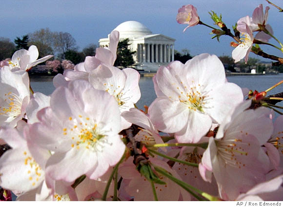 It's cherry blossom time / Festivals herald the arrival of spring splendor