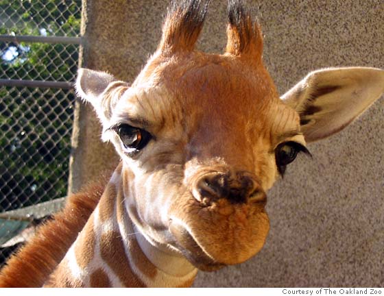 Giraffe is 'Gift from God'