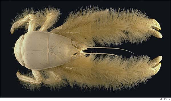 Awakening pinch from a mysterious new crustacean